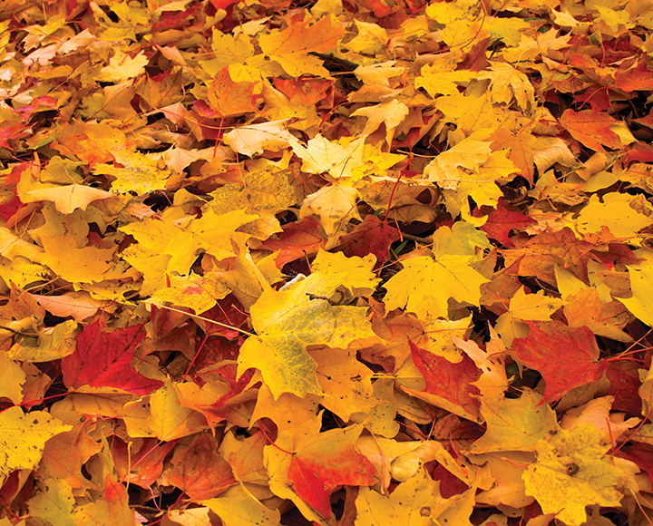 5 must-do fall yard care tasks – Baltimore Sun